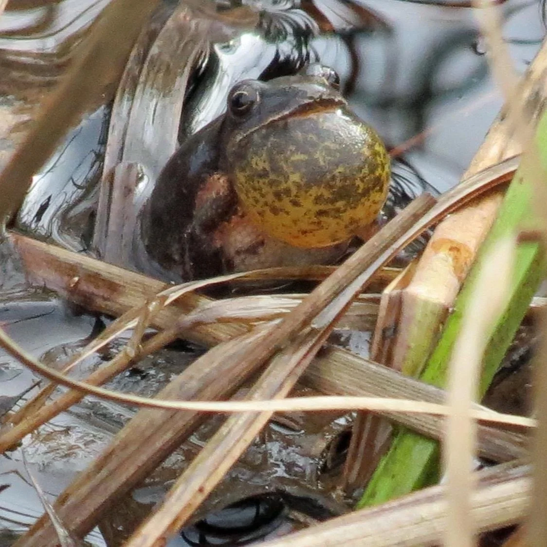 Erie Bird Observatory