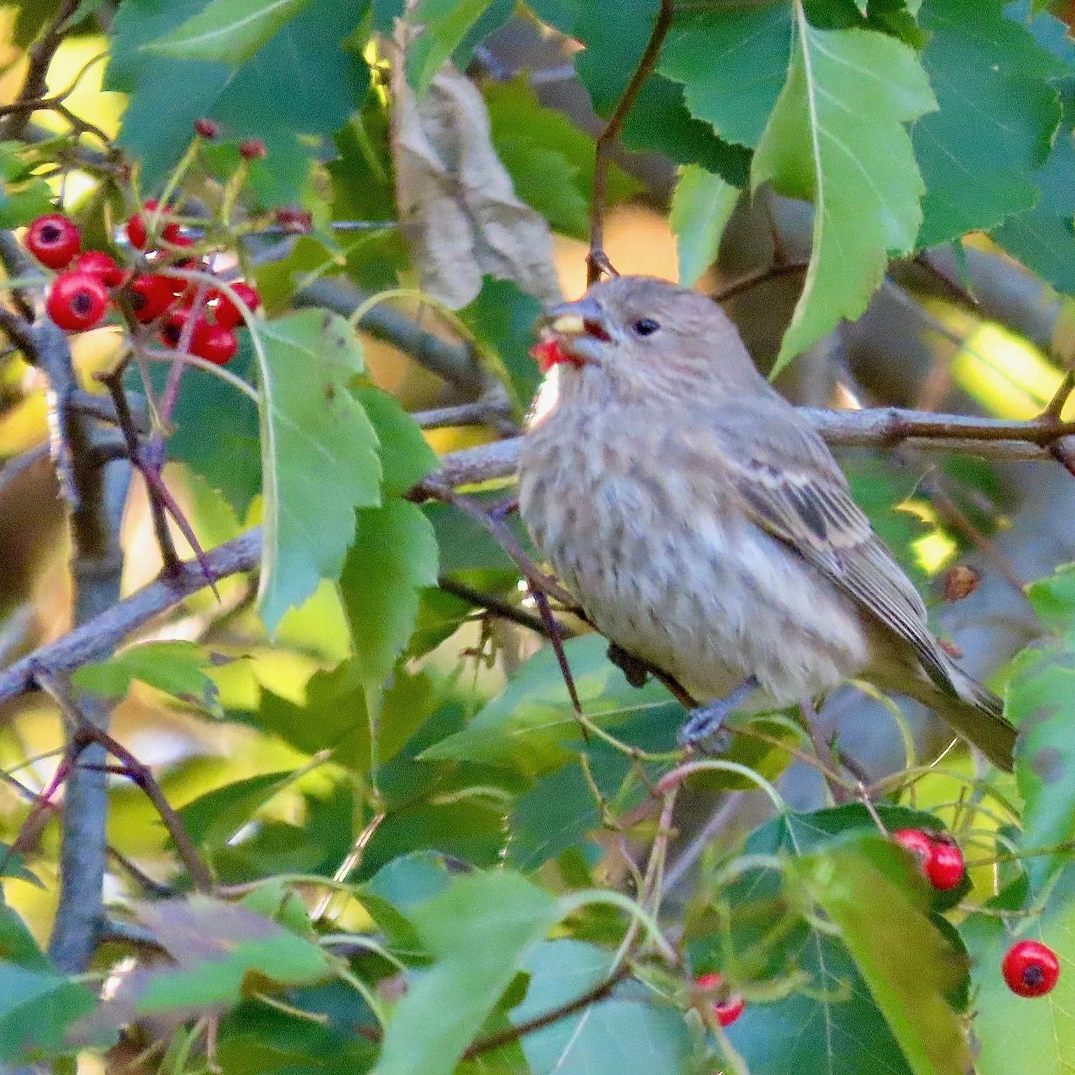 Erie Bird Observatory