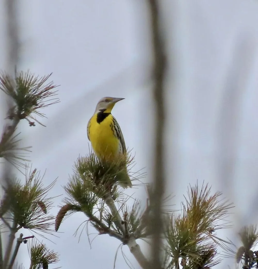 Nature Notes by Katie A. — Erie Bird Observatory