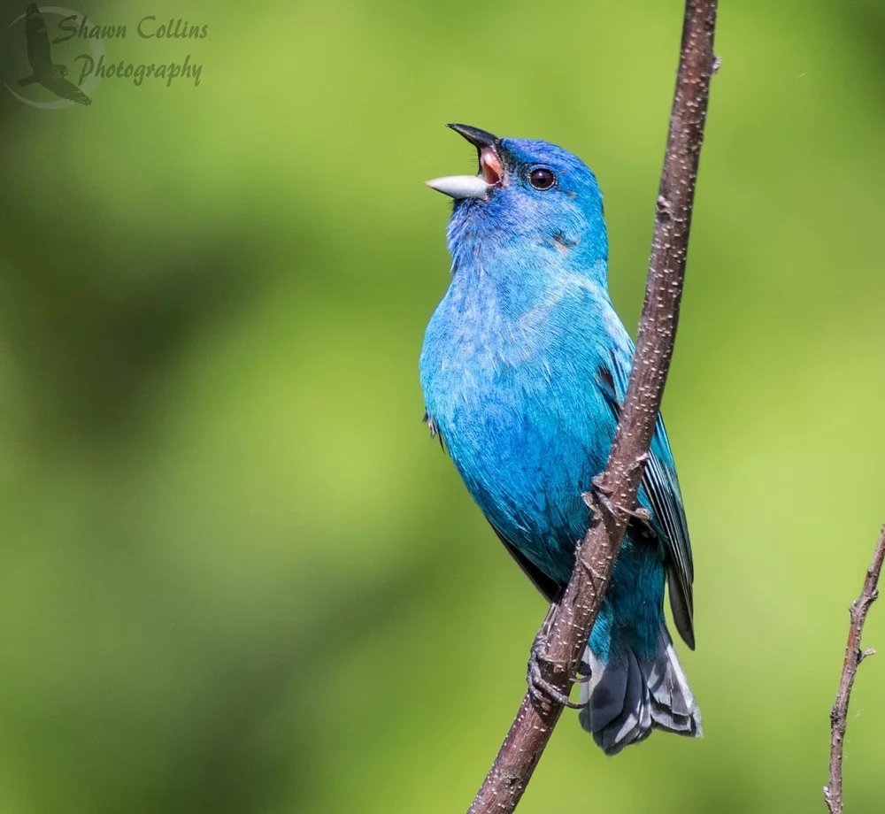 Nature Notes by Katie Andersen — Erie Bird Observatory