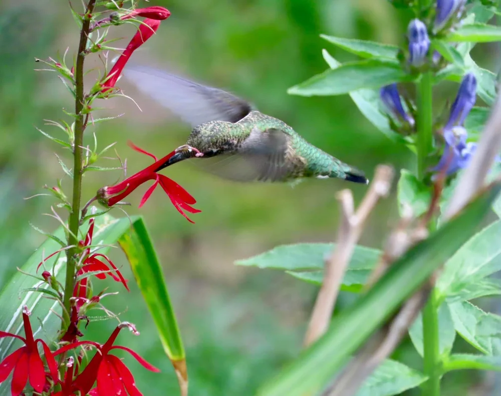 Nature Notes by Katie Andersen — Erie Bird Observatory