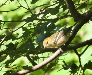 Nature Notes by Katie A. — Erie Bird Observatory