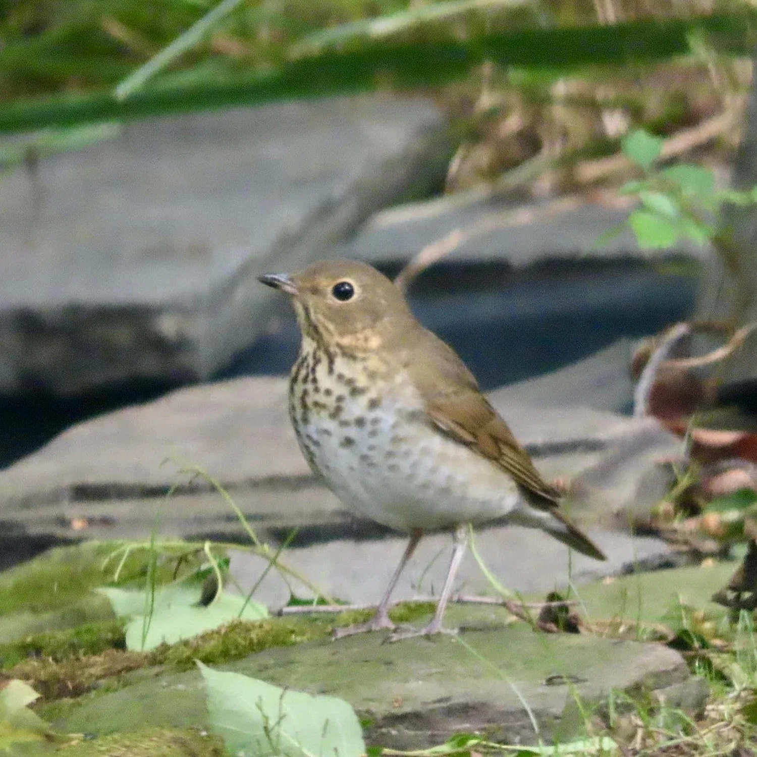 Nature Notes by Katie A. — Erie Bird Observatory