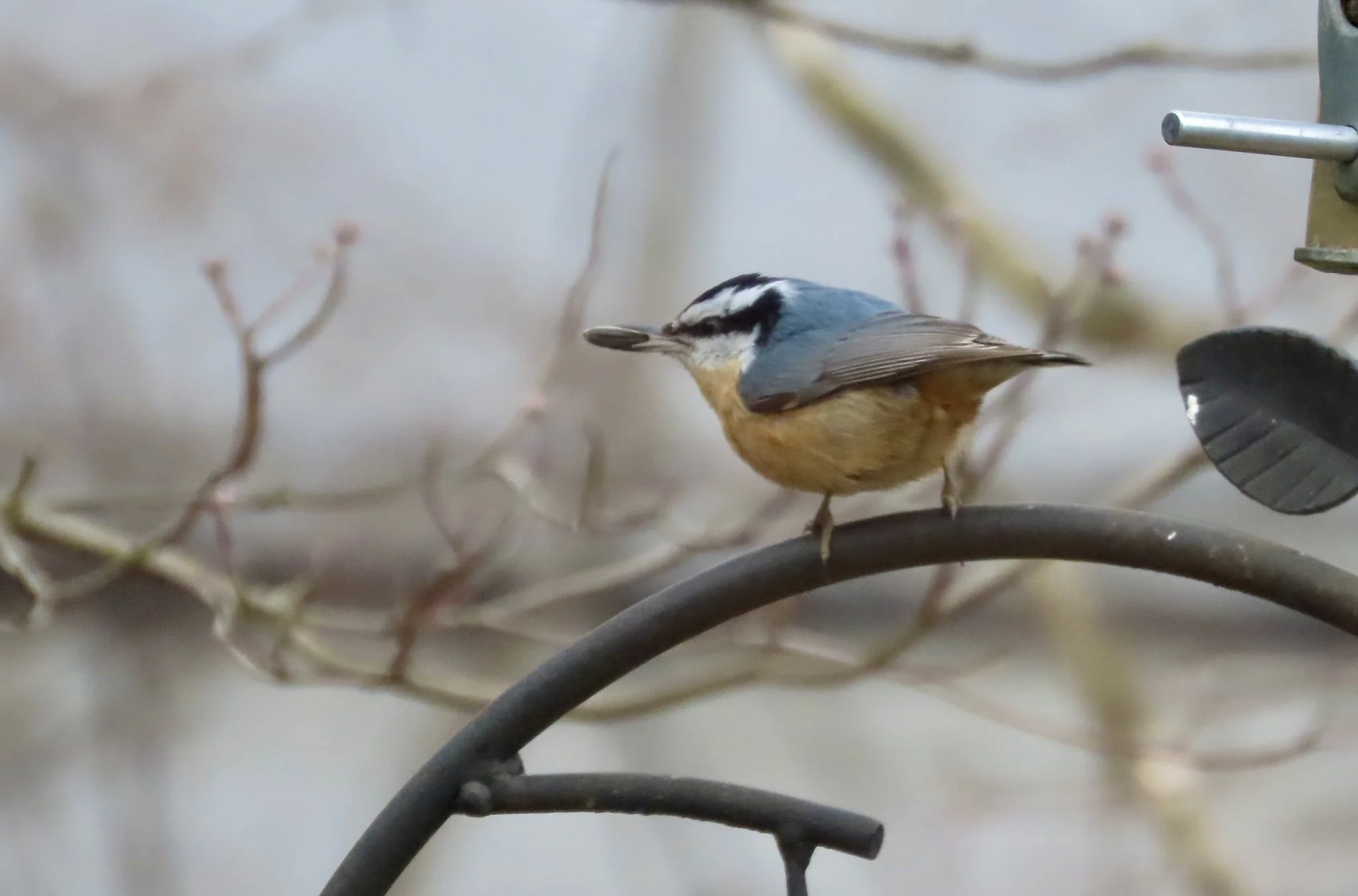 migration — Nature Notes by Katie A. — Erie Bird Observatory