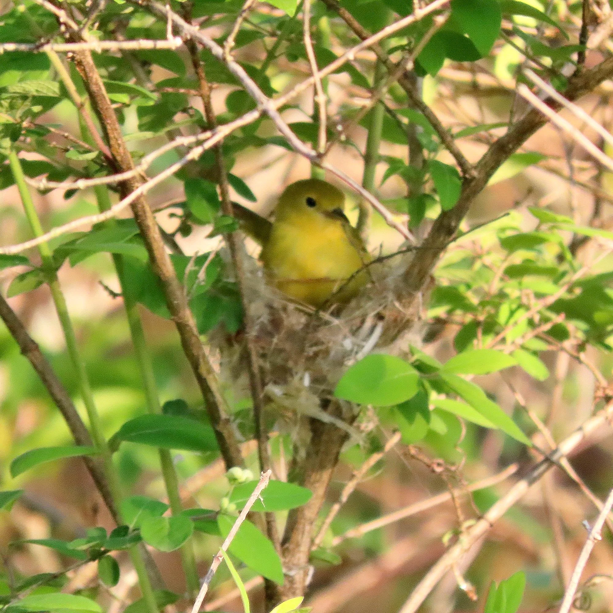 Erie Bird Observatory