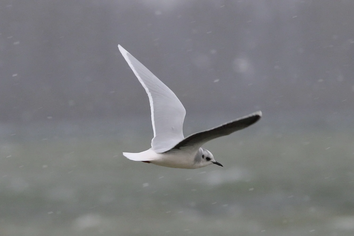 Nature Notes by Katie A. — Erie Bird Observatory