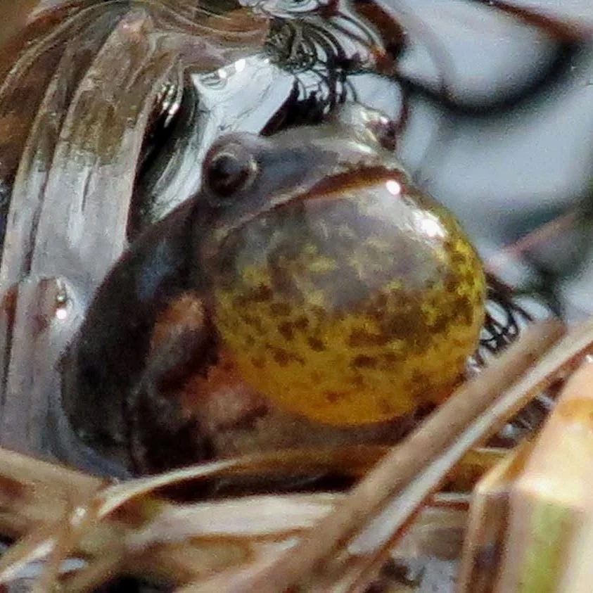 Nature Notes by Katie A. — Erie Bird Observatory