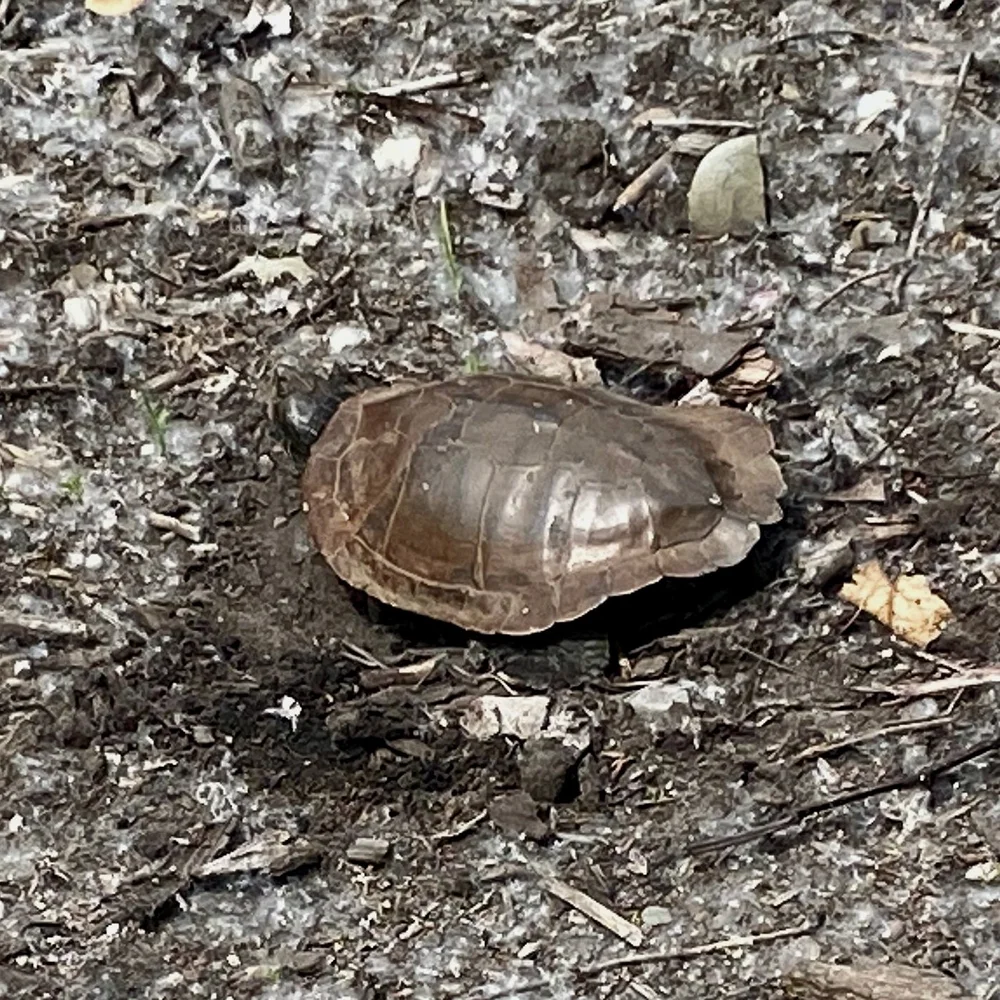 Nature Notes by Katie A. — Erie Bird Observatory