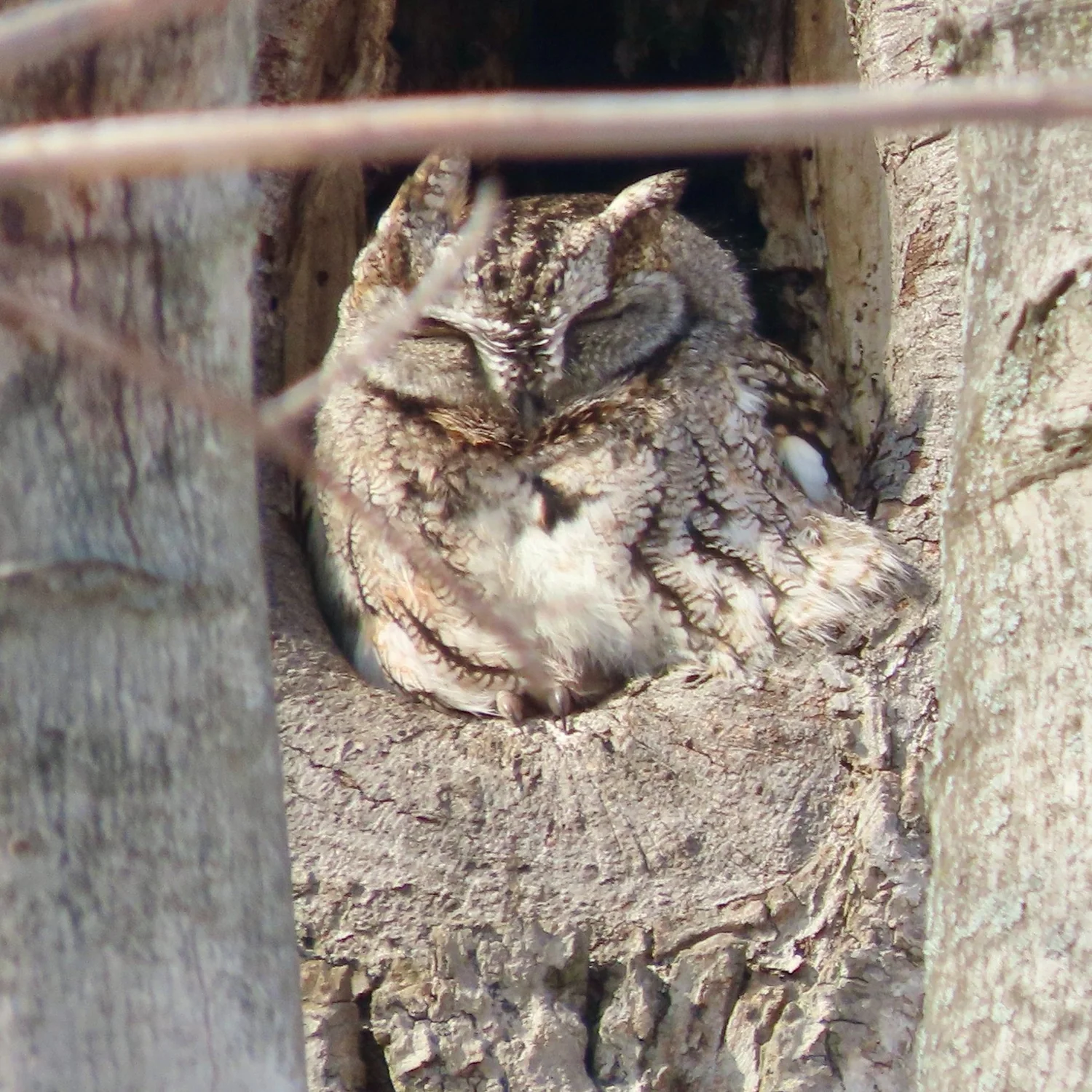 Nature Notes by Katie A. — Erie Bird Observatory
