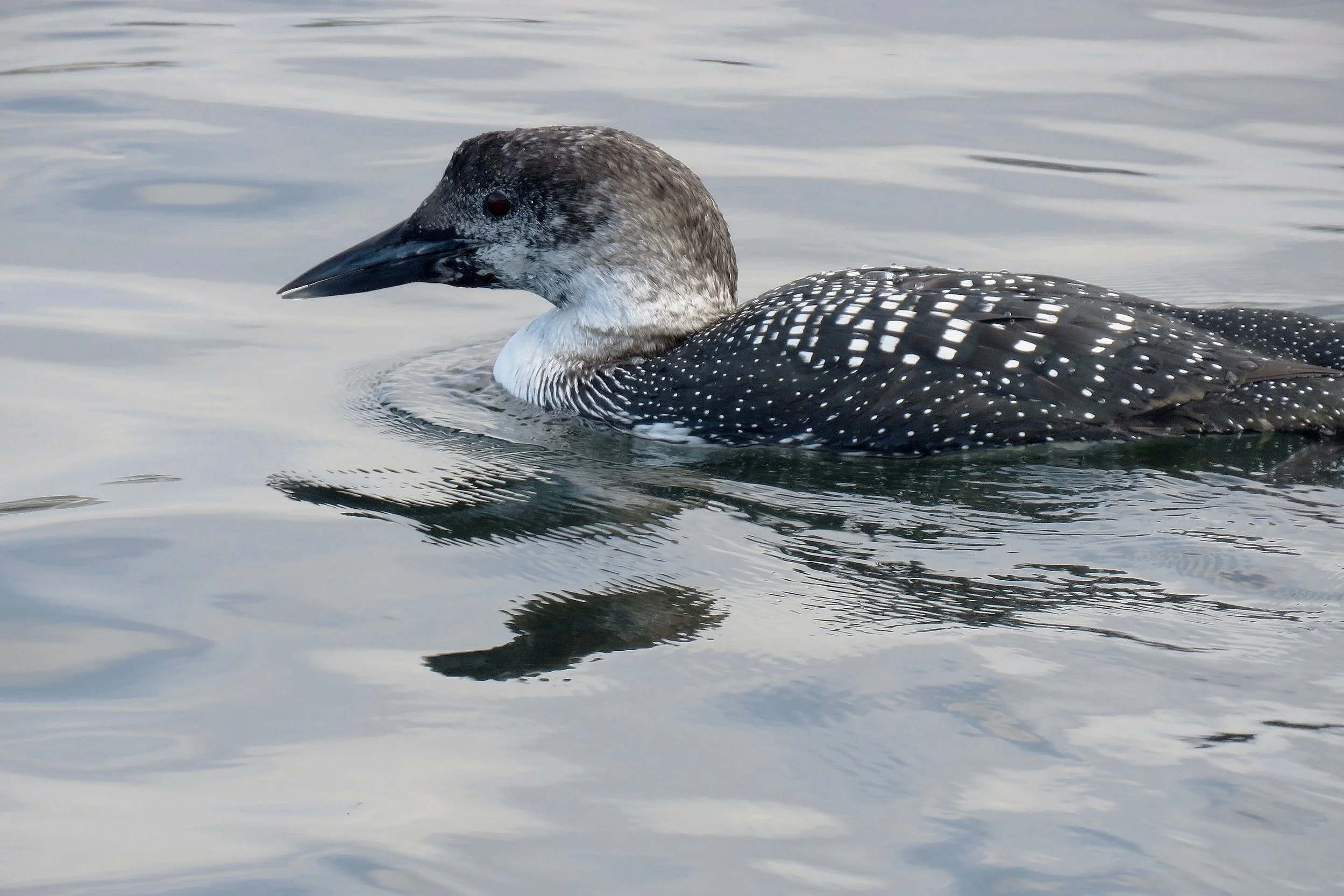 Nature Notes by Katie A. — Erie Bird Observatory