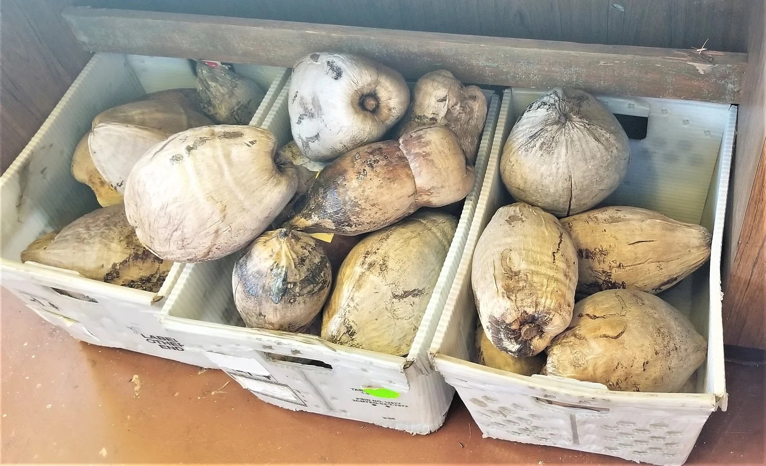 Mail a coconut? Only in Moloka'i. — Traveling Begonias