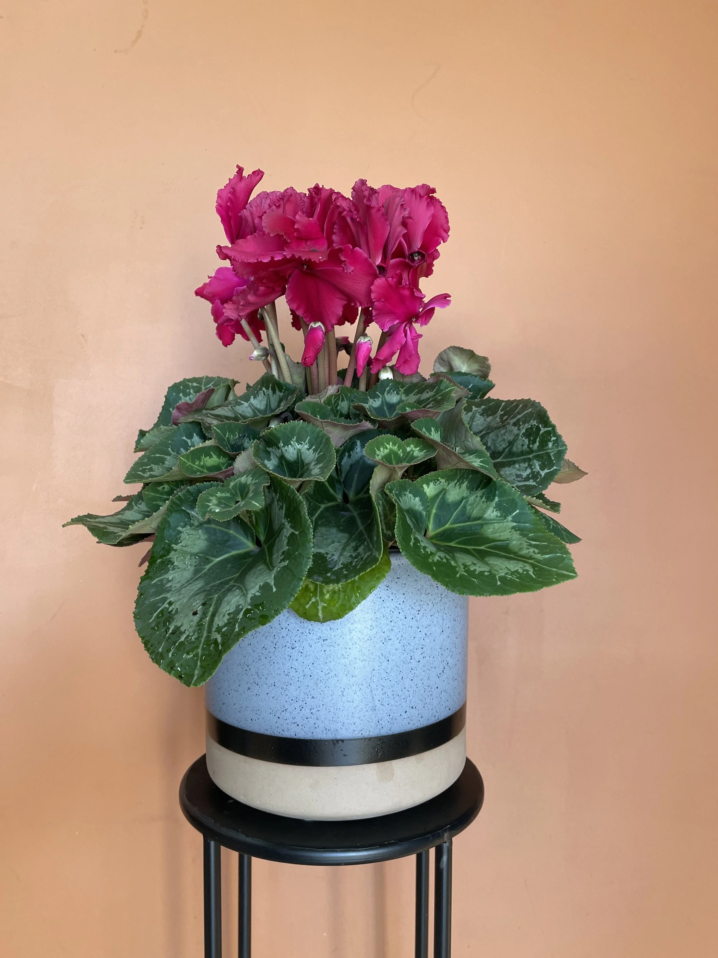 order flowers online-Verdaflore