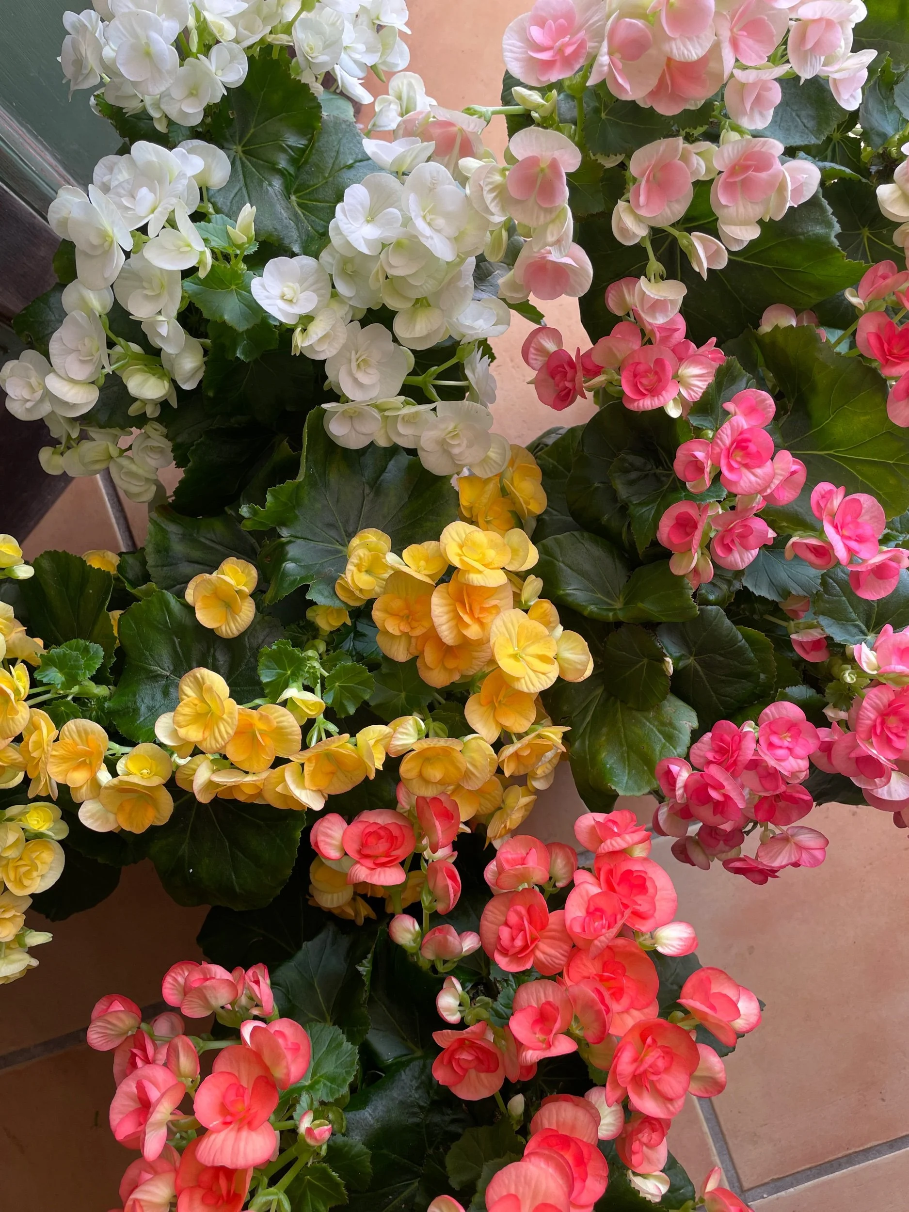 Order online-Verdaflore