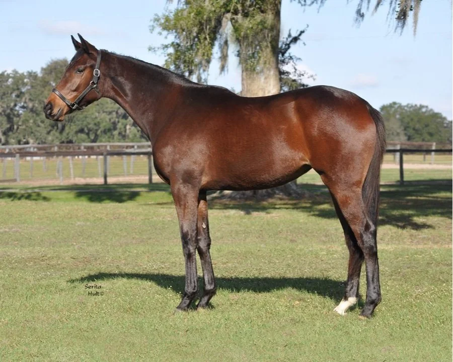 Buy Share Racehorse | Affordable Opportunities | UTCB Stud LLC — UTCB ...