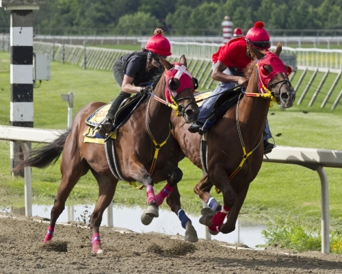 Affordable Horse Racing Partnership, Racehorse Cost, Training Costs ...