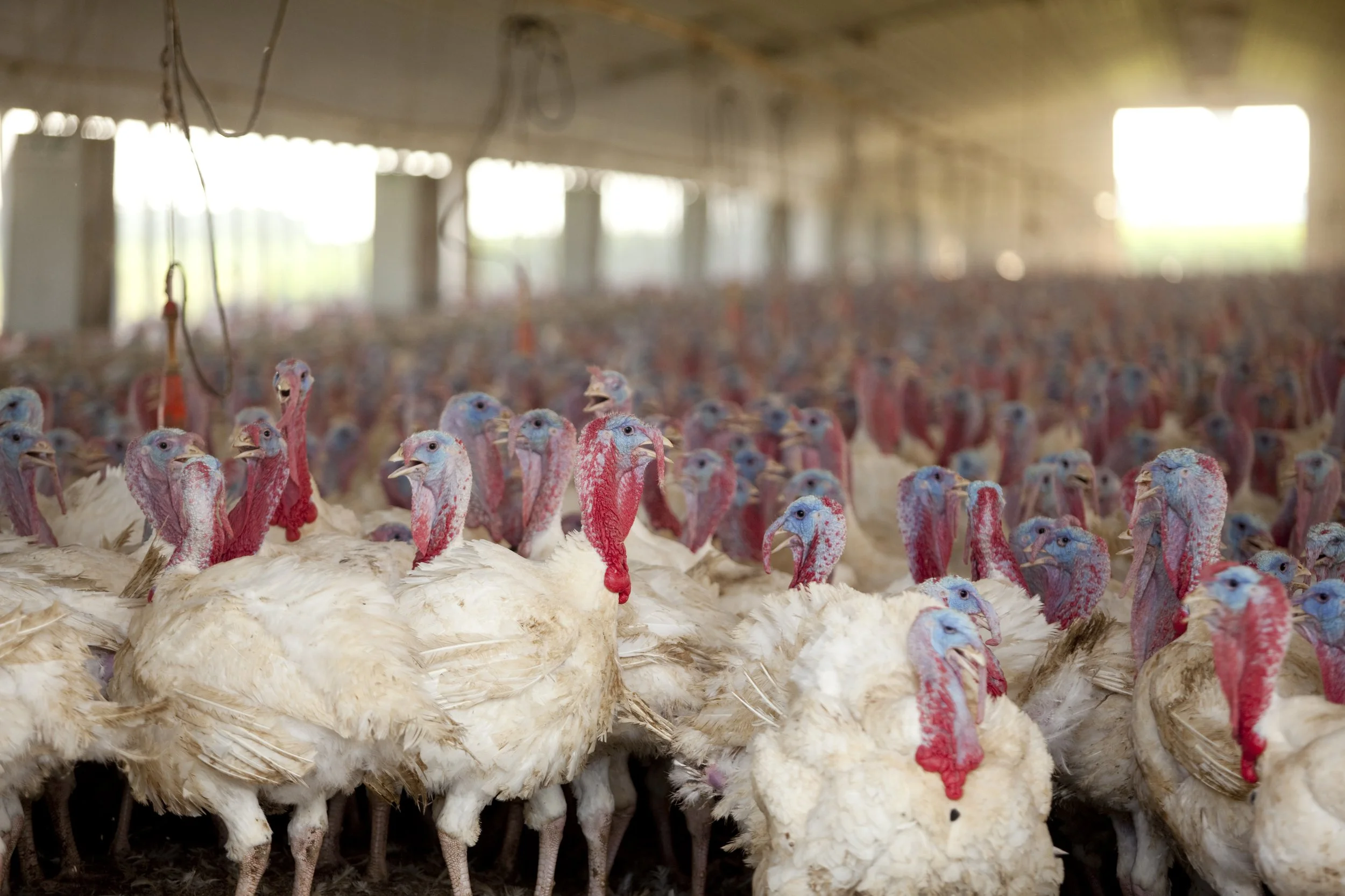 Iowa Turkey Federation