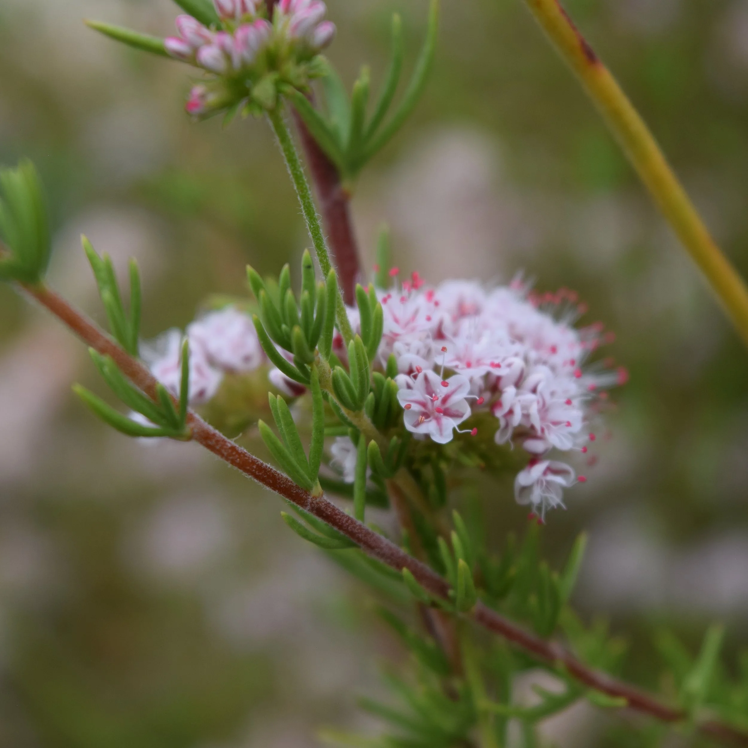 PLANTS — Friends of Ballona Wetlands