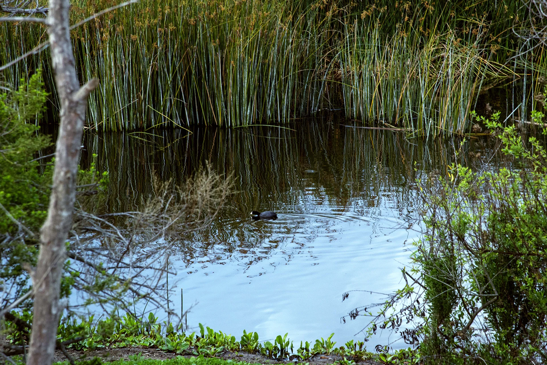 Freshwater Marsh Plants