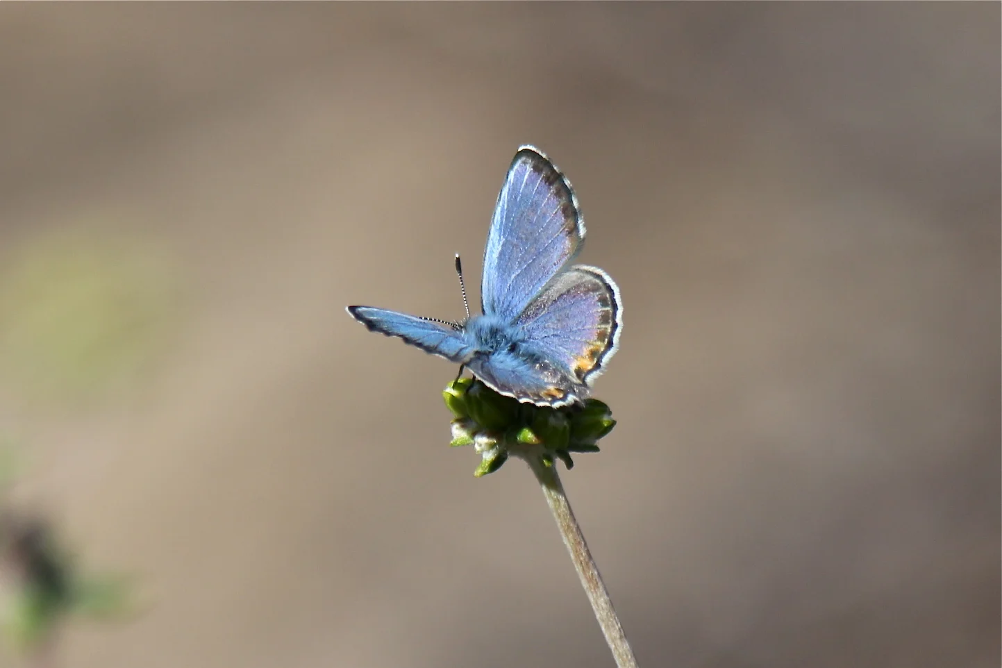 History of Ballona Wetlands — Friends of Ballona Wetlands