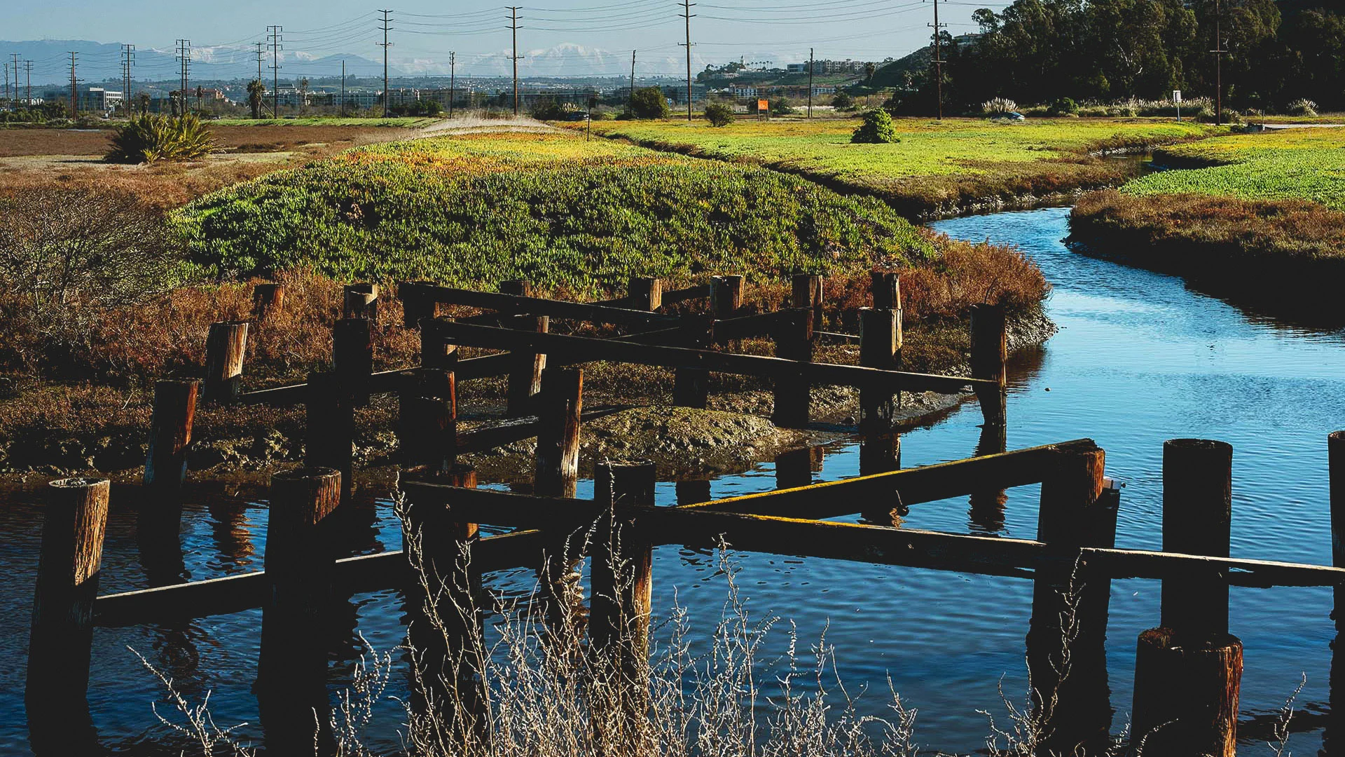 Saltwater Marsh — Friends of Ballona Wetlands