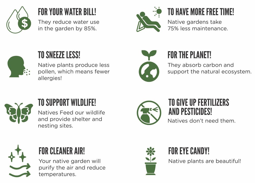 Grow Native! — Friends of Ballona Wetlands