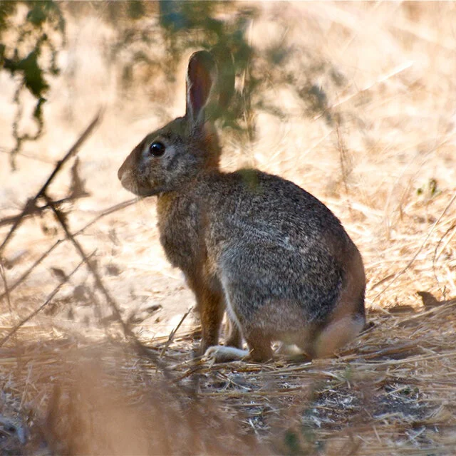 Field Guide to the Wetlands — Friends of Ballona Wetlands