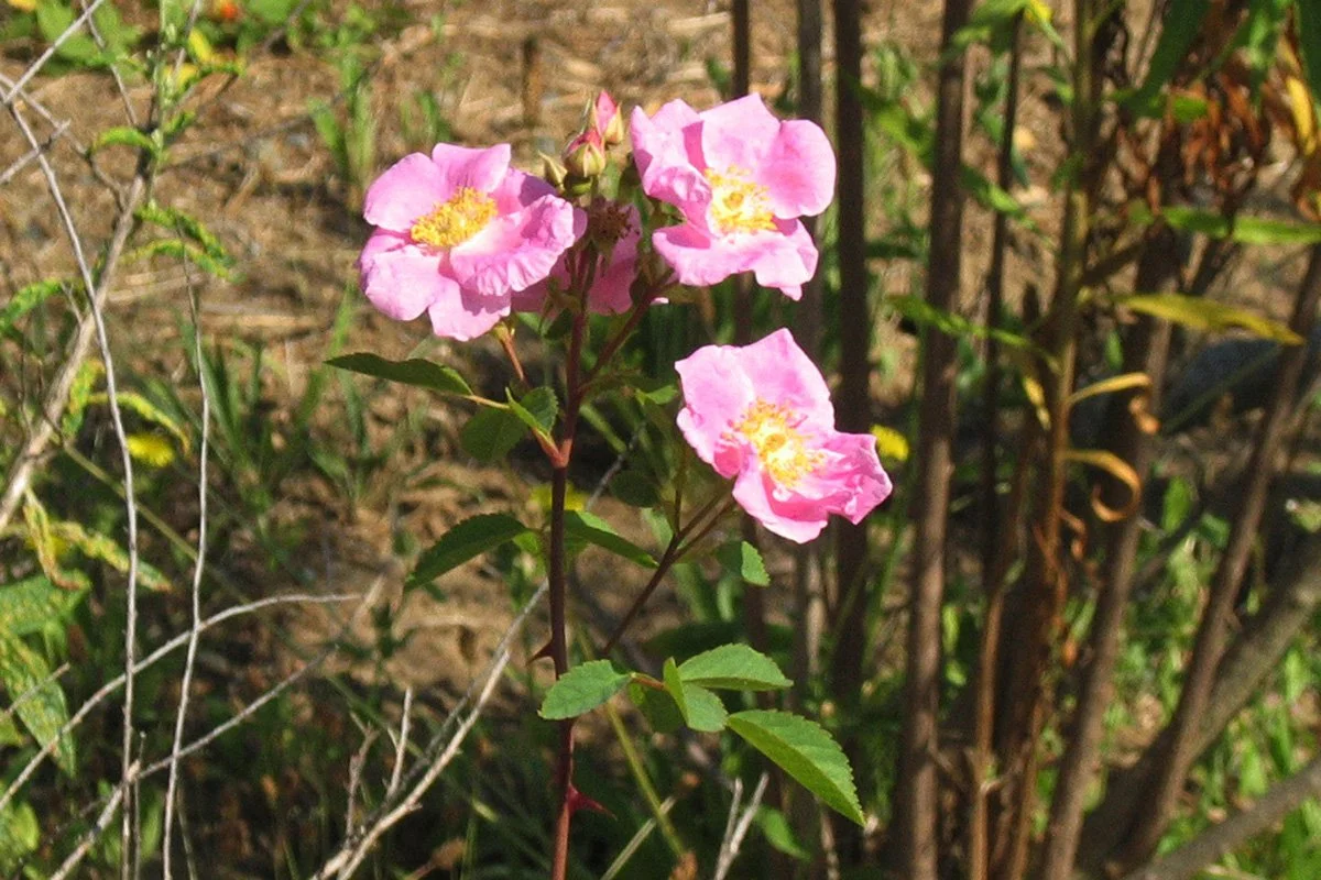 PLANTS — Friends of Ballona Wetlands