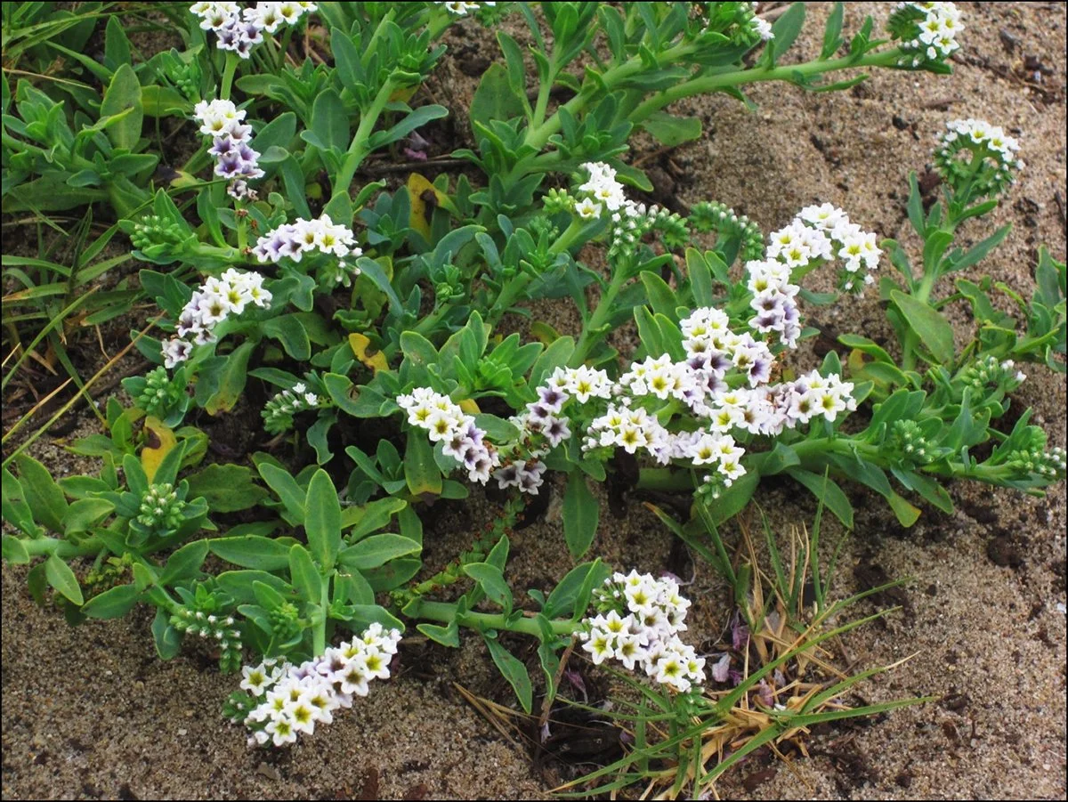 PLANTS — Friends of Ballona Wetlands