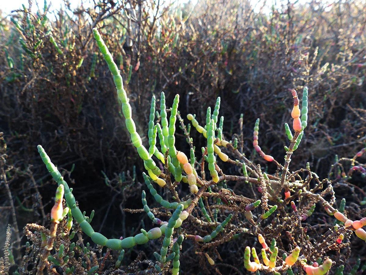 PLANTS — Friends of Ballona Wetlands