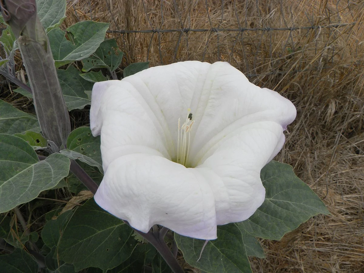 PLANTS — Friends of Ballona Wetlands