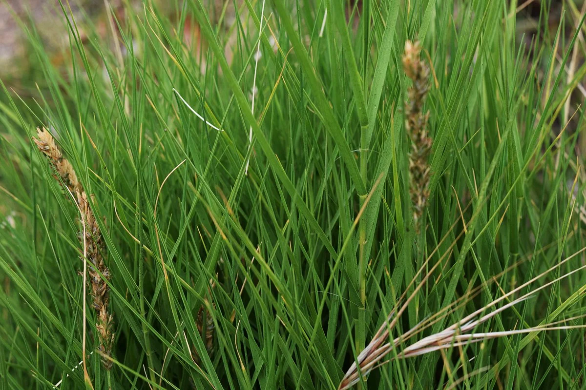 PLANTS — Friends of Ballona Wetlands