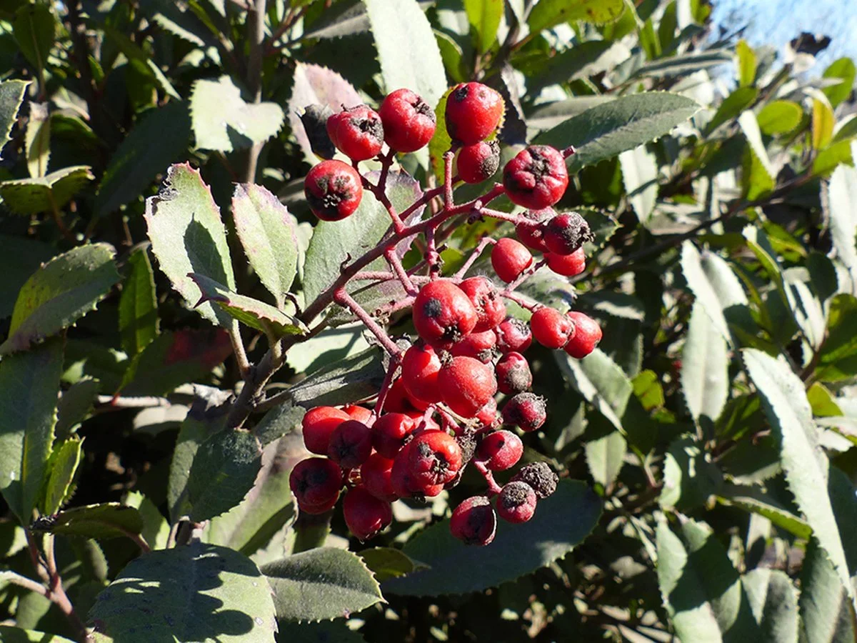 PLANTS — Friends of Ballona Wetlands