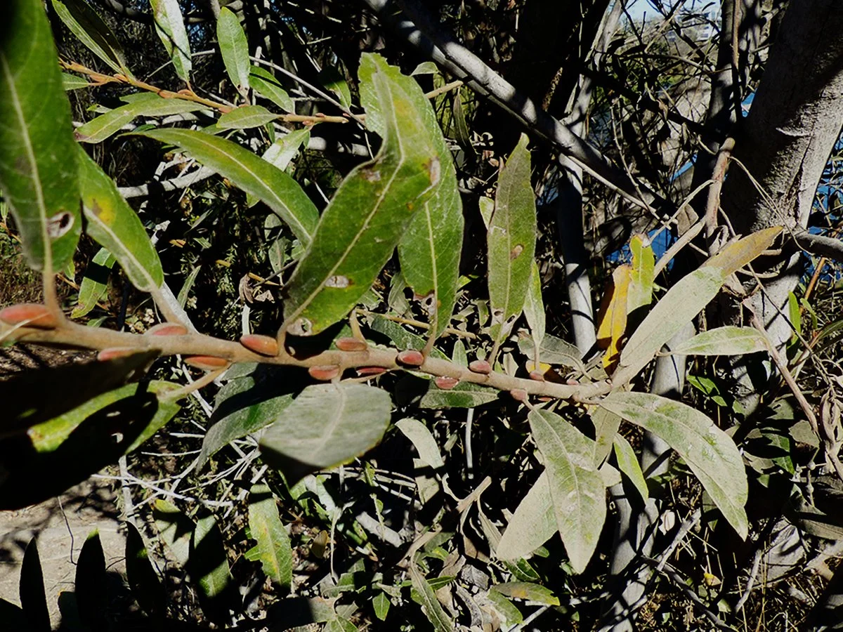 PLANTS — Friends of Ballona Wetlands