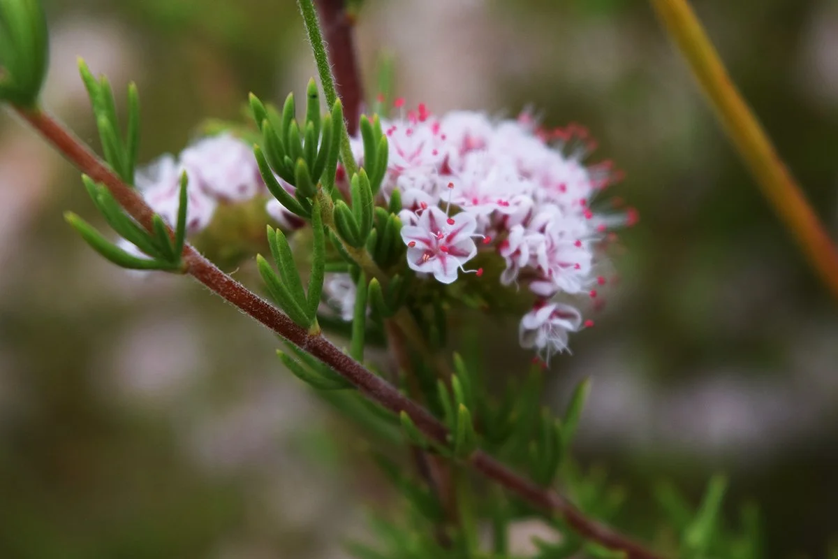 PLANTS — Friends of Ballona Wetlands