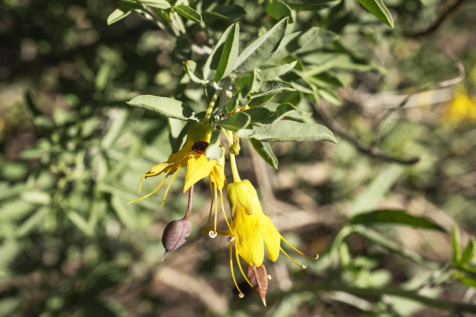 PLANTS — Friends of Ballona Wetlands
