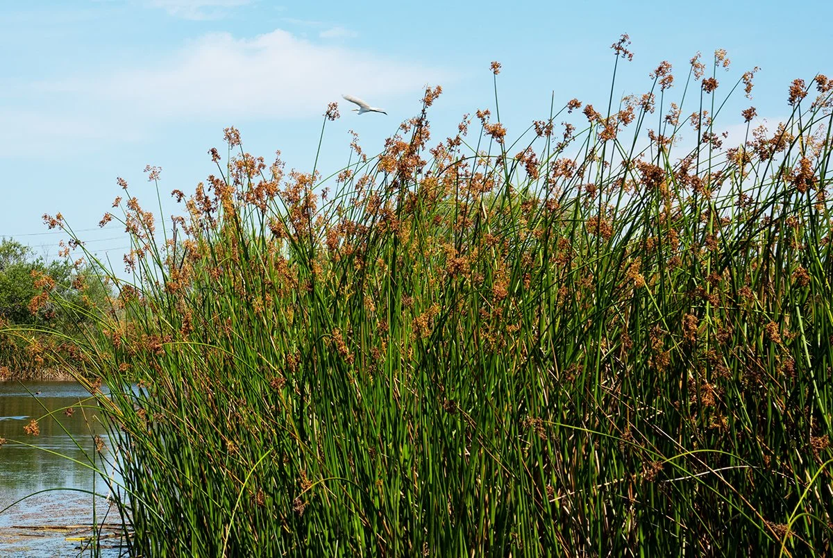 PLANTS — Friends of Ballona Wetlands