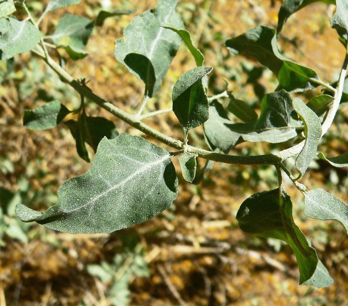 PLANTS — Friends of Ballona Wetlands
