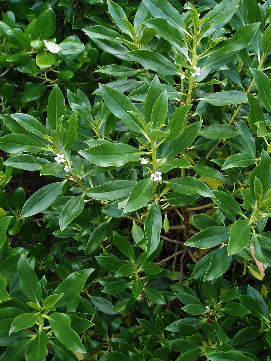 PLANTS — Friends of Ballona Wetlands