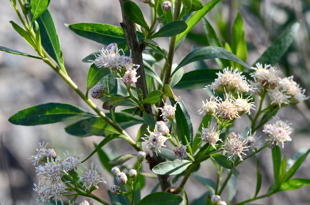 PLANTS — Friends of Ballona Wetlands