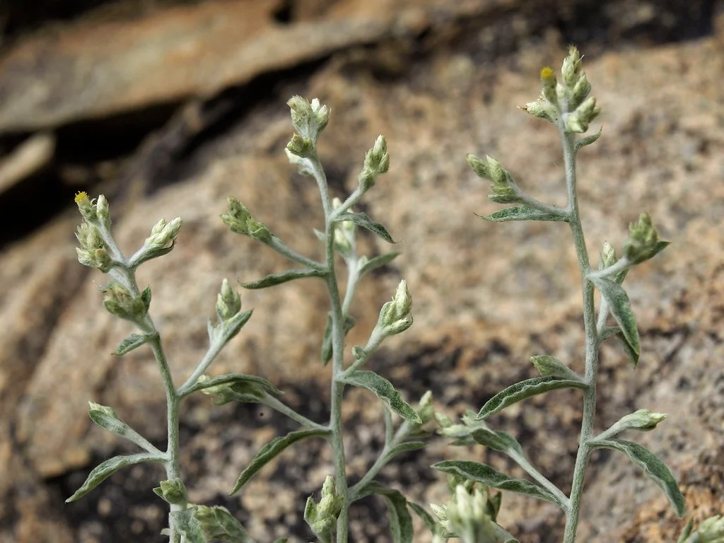 PLANTS — Friends of Ballona Wetlands