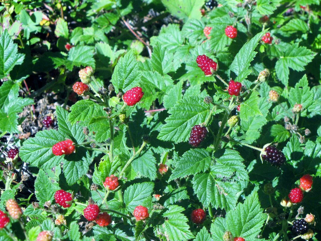 PLANTS — Friends of Ballona Wetlands
