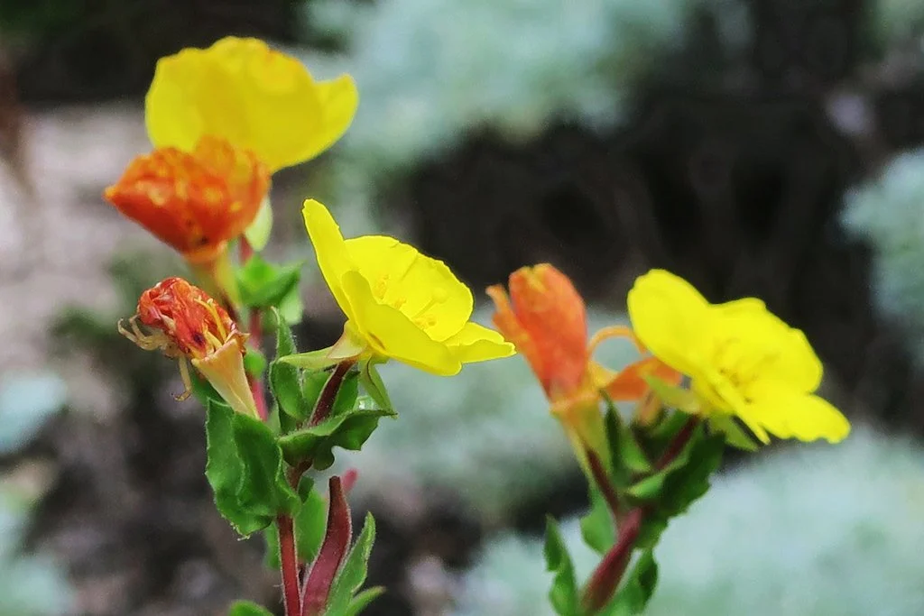 Myoporum Ground Cover Yellow Flowers