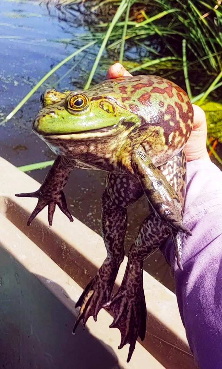 REPTILES — Friends of Ballona Wetlands
