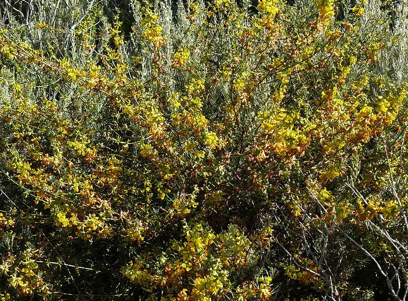 PLANTS — Friends of Ballona Wetlands