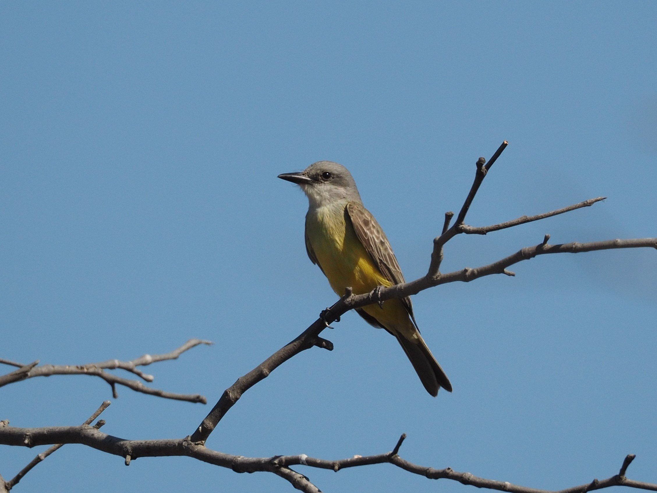 BIRDS-a-k — Friends of Ballona Wetlands