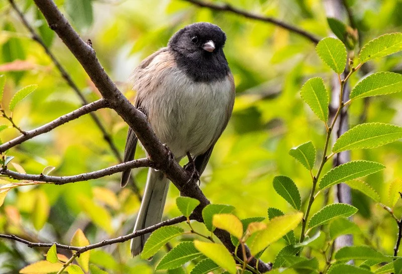 BIRDS-a-k — Friends of Ballona Wetlands