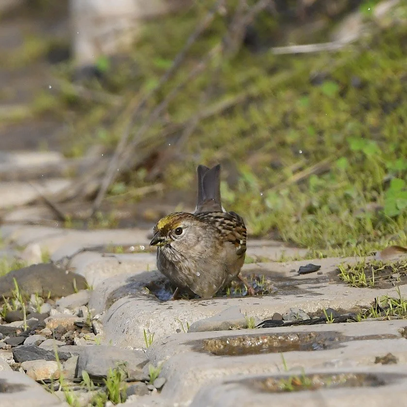 Discover the Astonishing World of the Coot Bird: Facts, Diet, Habitat ...