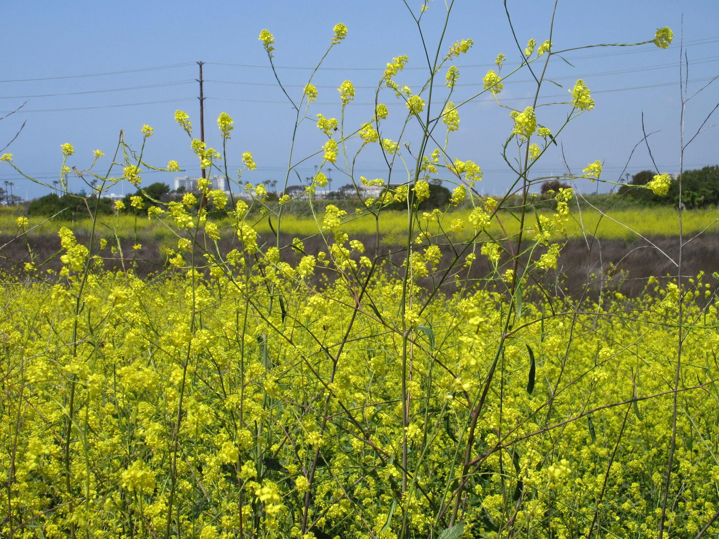 California Invasive Species Action Week — Friends of Ballona Wetlands