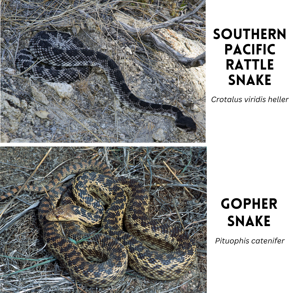 Difference Between Rattlesnake And Gopher Snake
