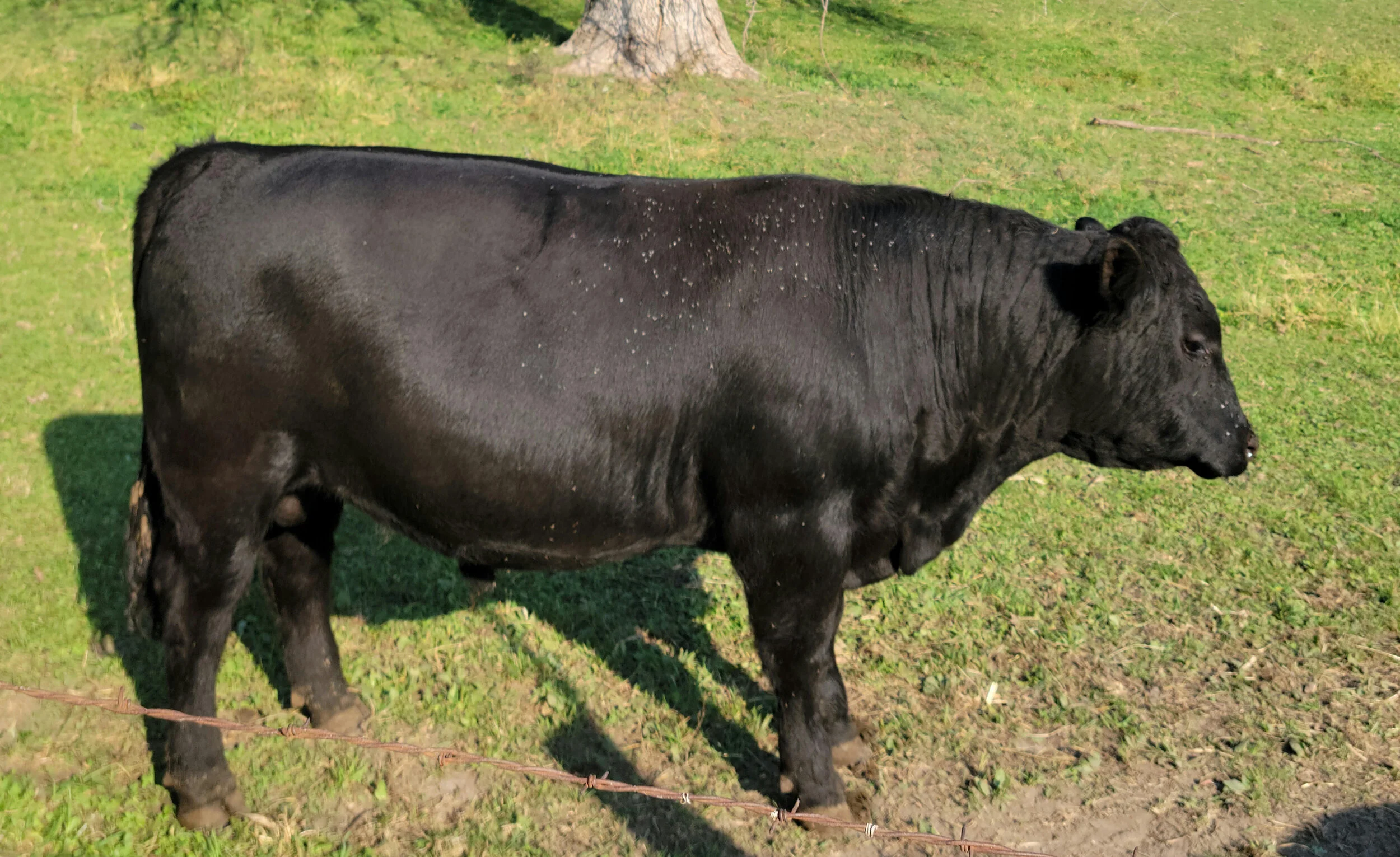 MAA Cattle For Sale — Midwest Aberdeen Association